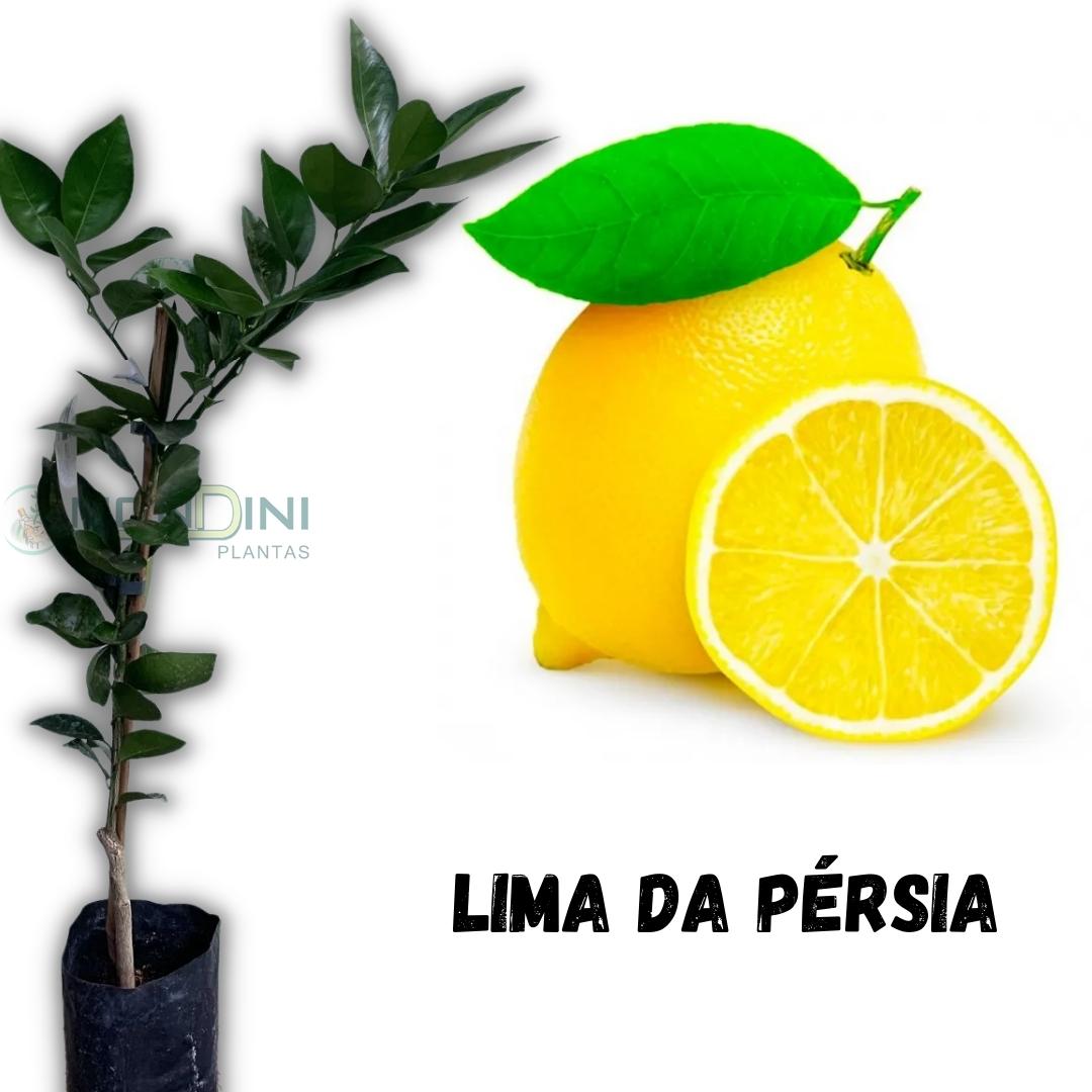 Muda de Lima da Pérsia Enxertada